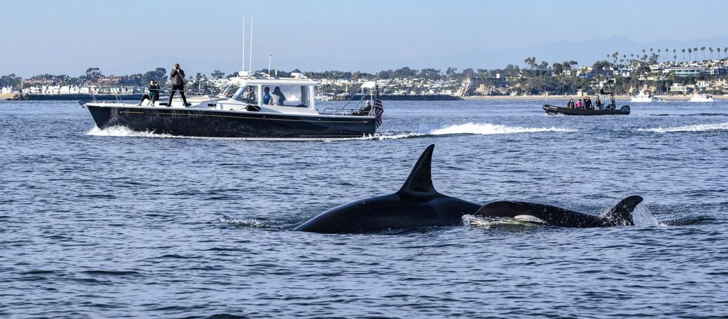 Why are orcas off the coast of Washington wearing dead salmon hats ...