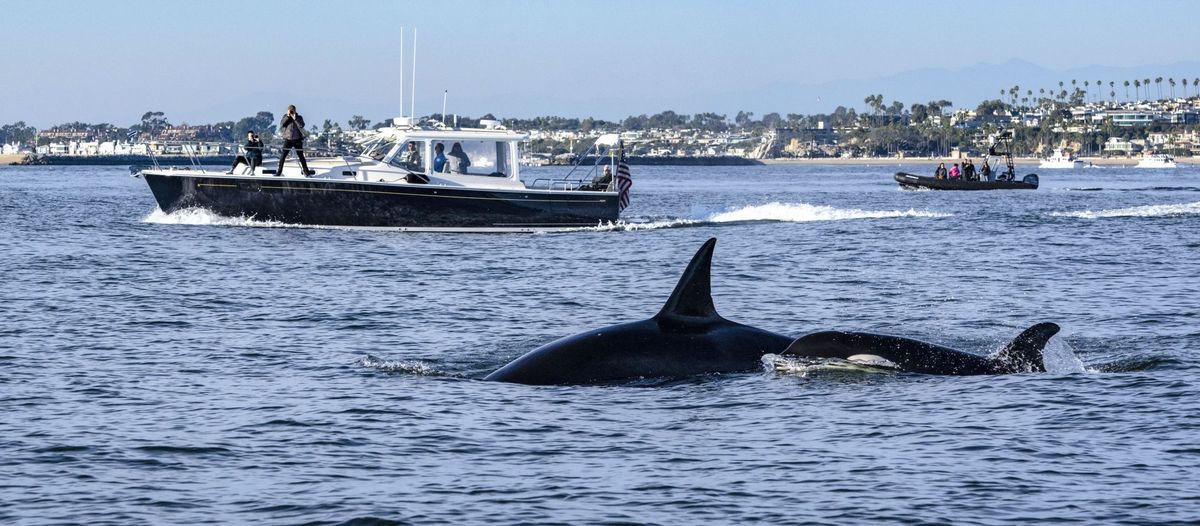 Why are orcas off the coast of Washington wearing dead salmon hats ...