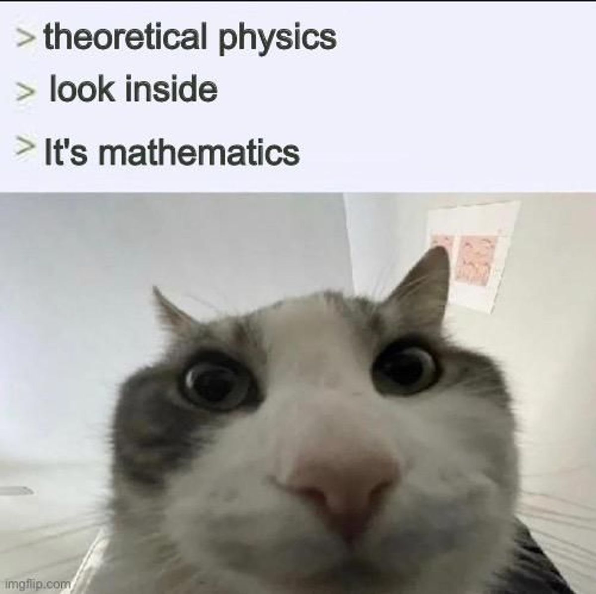 80+ Cat Memes That’ll Have You Howling