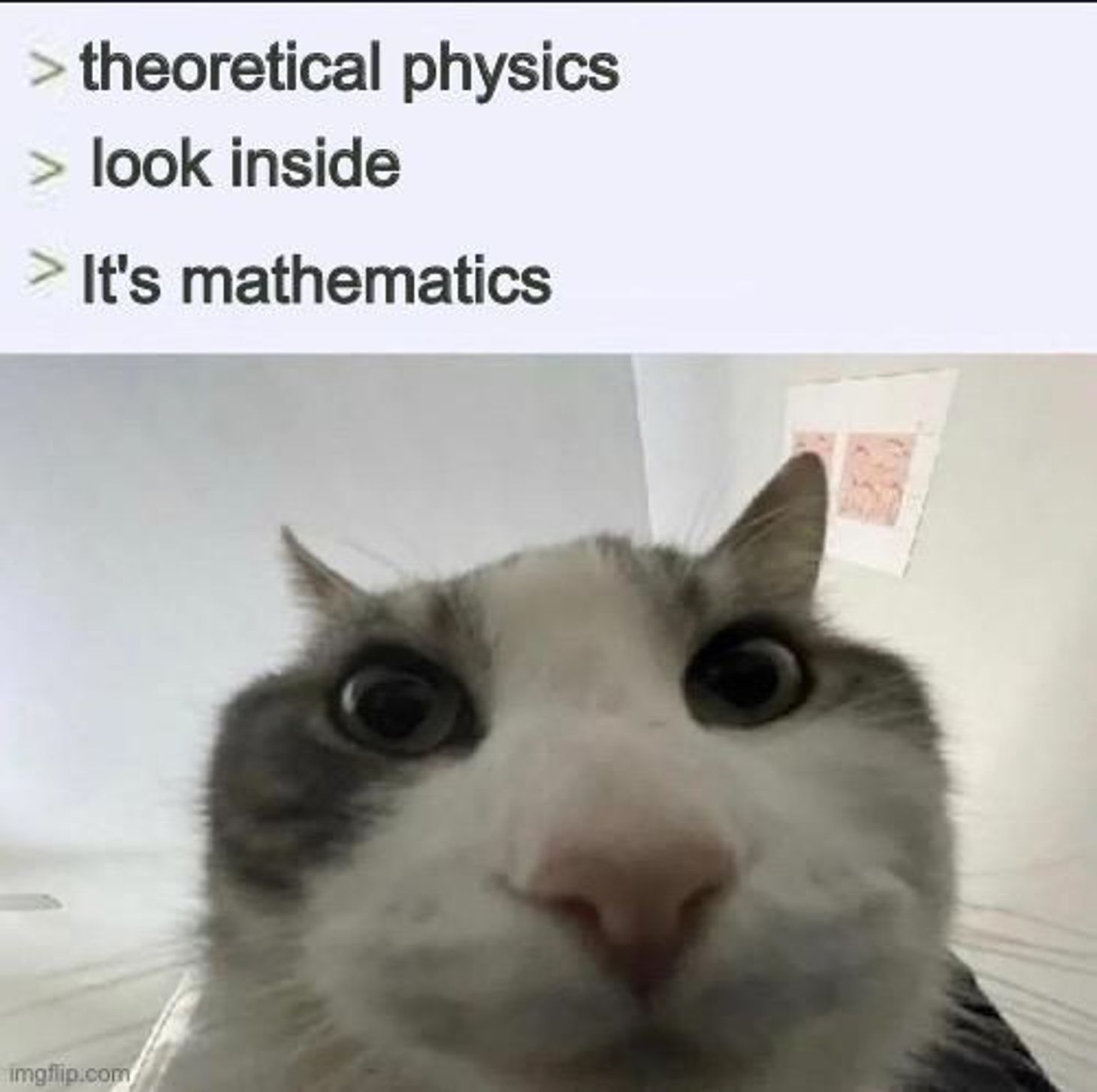 80+ Cat Memes That’ll Have You Howling