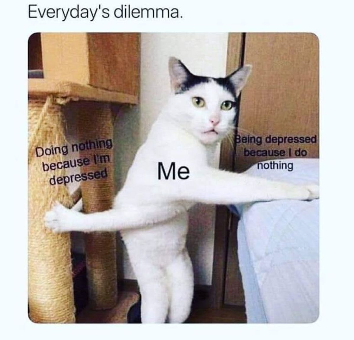 80+ Cat Memes That’ll Have You Howling