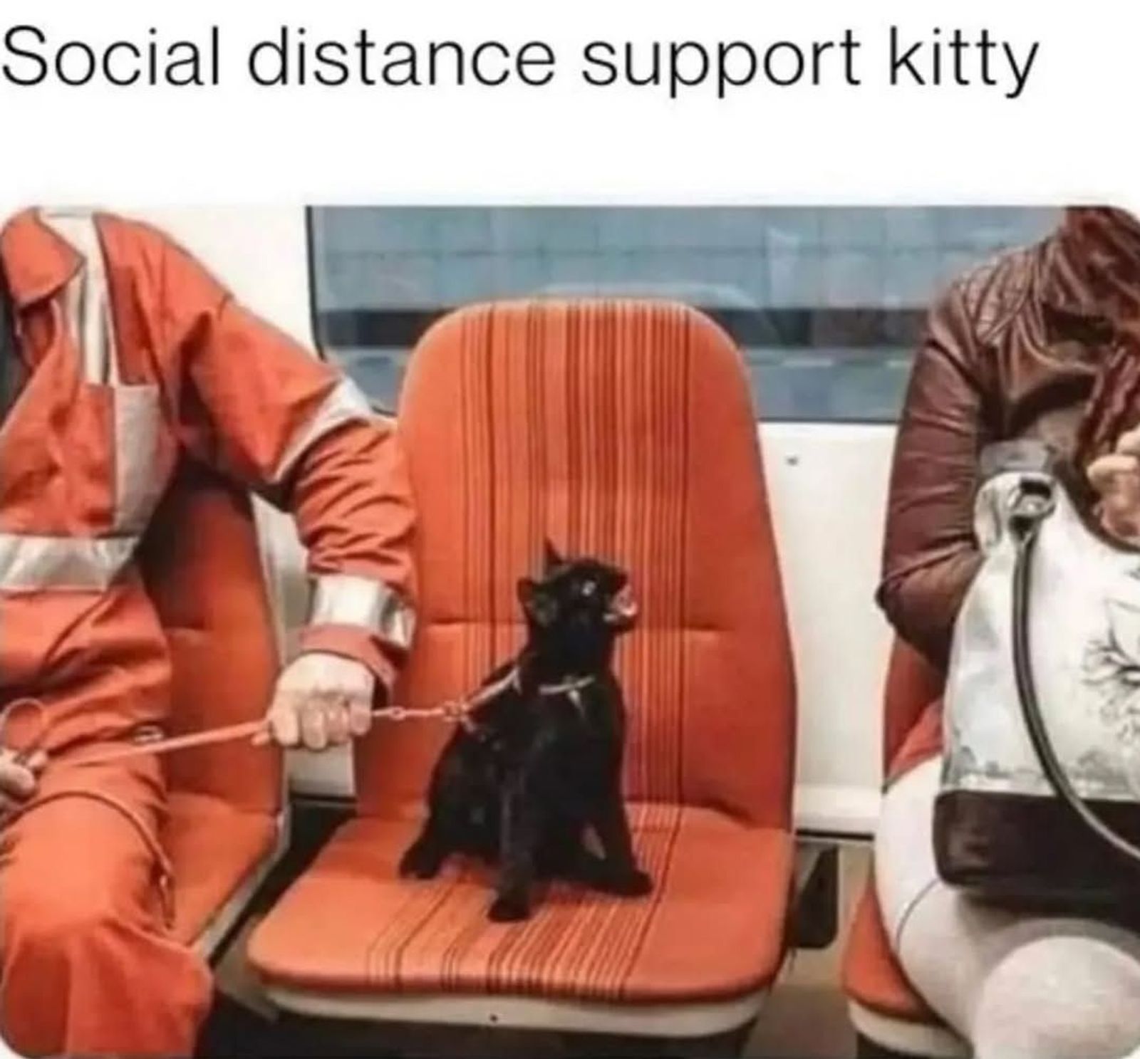 80+ Cat Memes That’ll Have You Howling