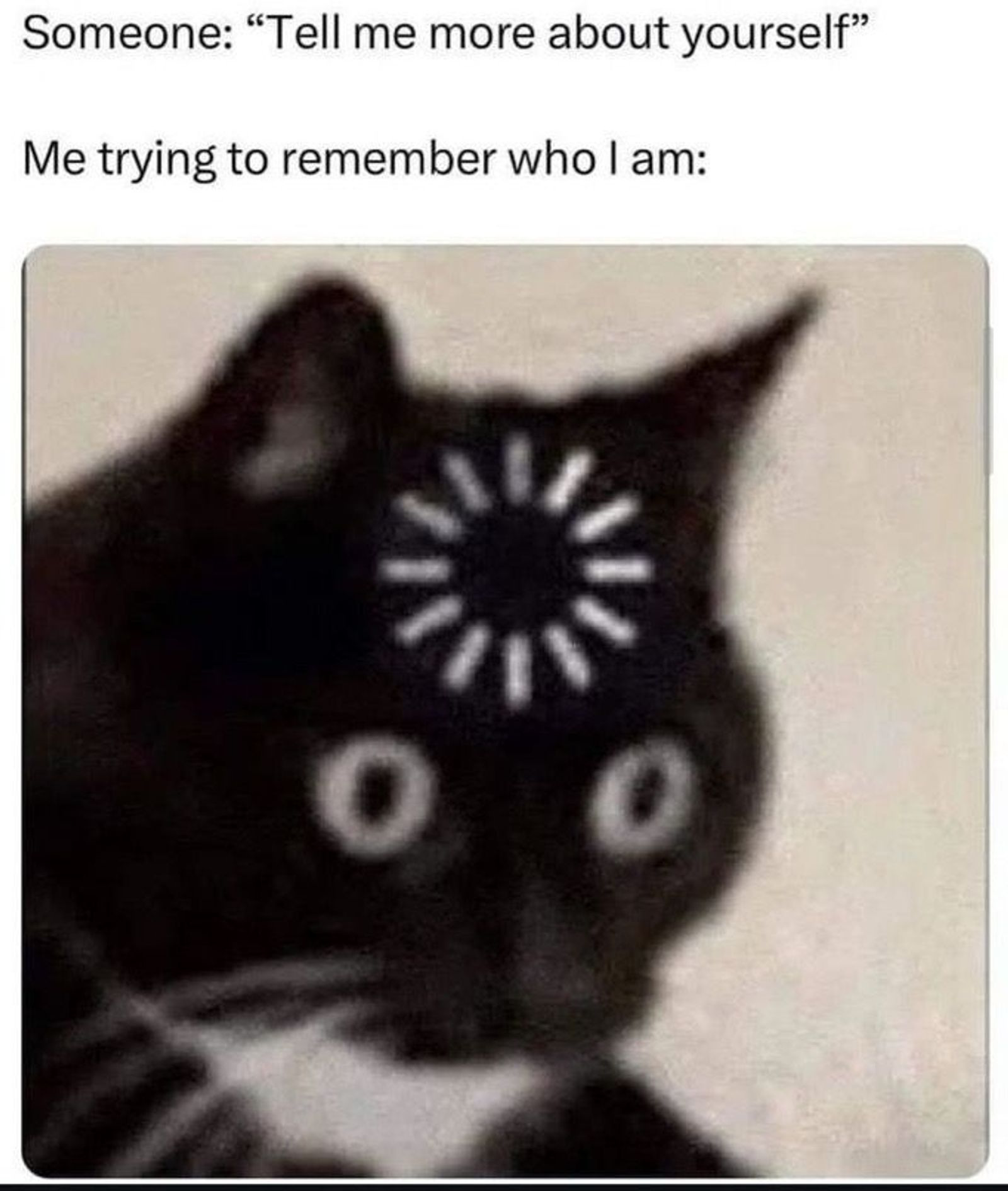 80+ Cat Memes That’ll Have You Howling