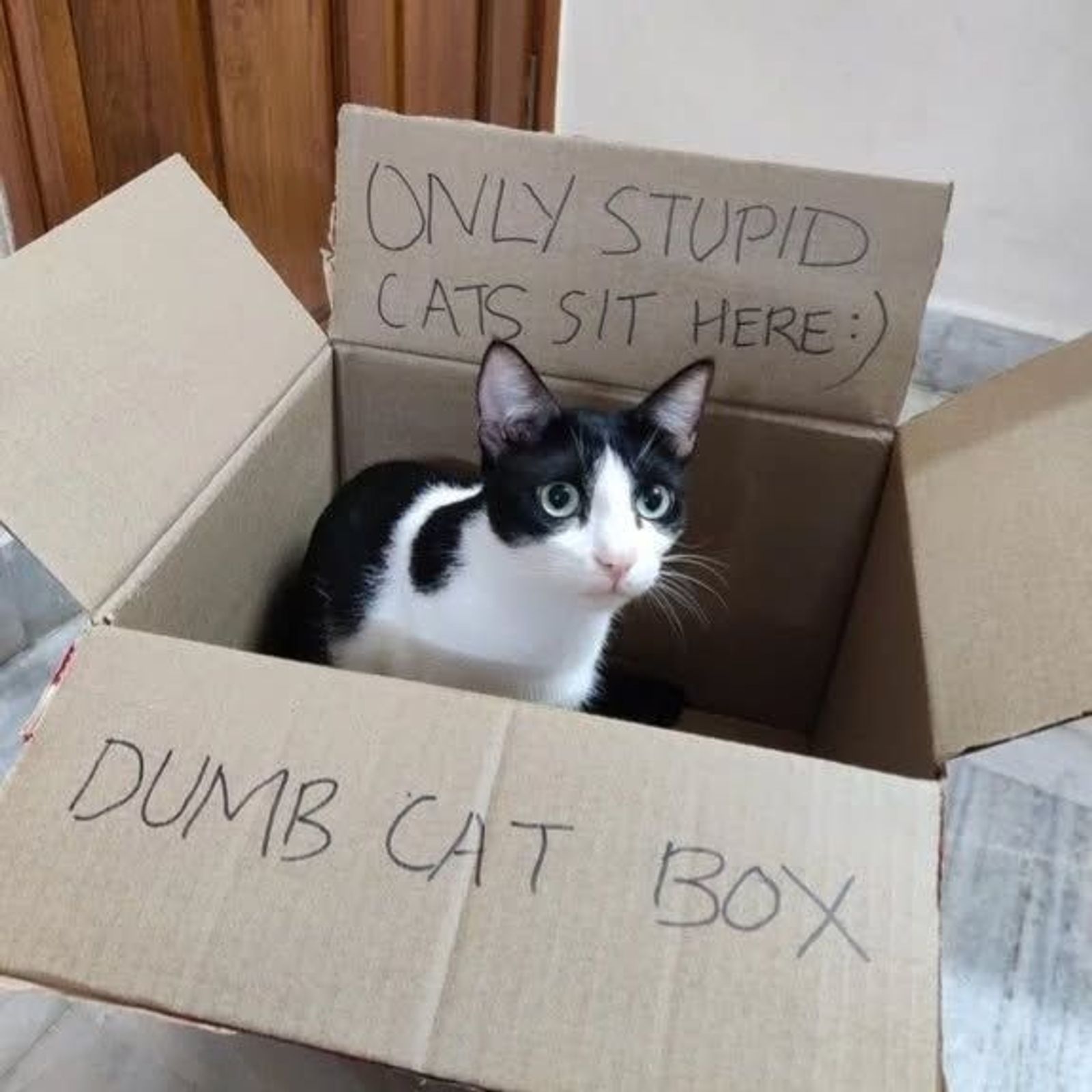 80+ Cat Memes That’ll Have You Howling