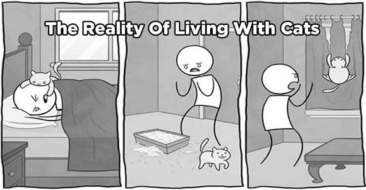 80+ Cat Memes That’ll Have You Howling