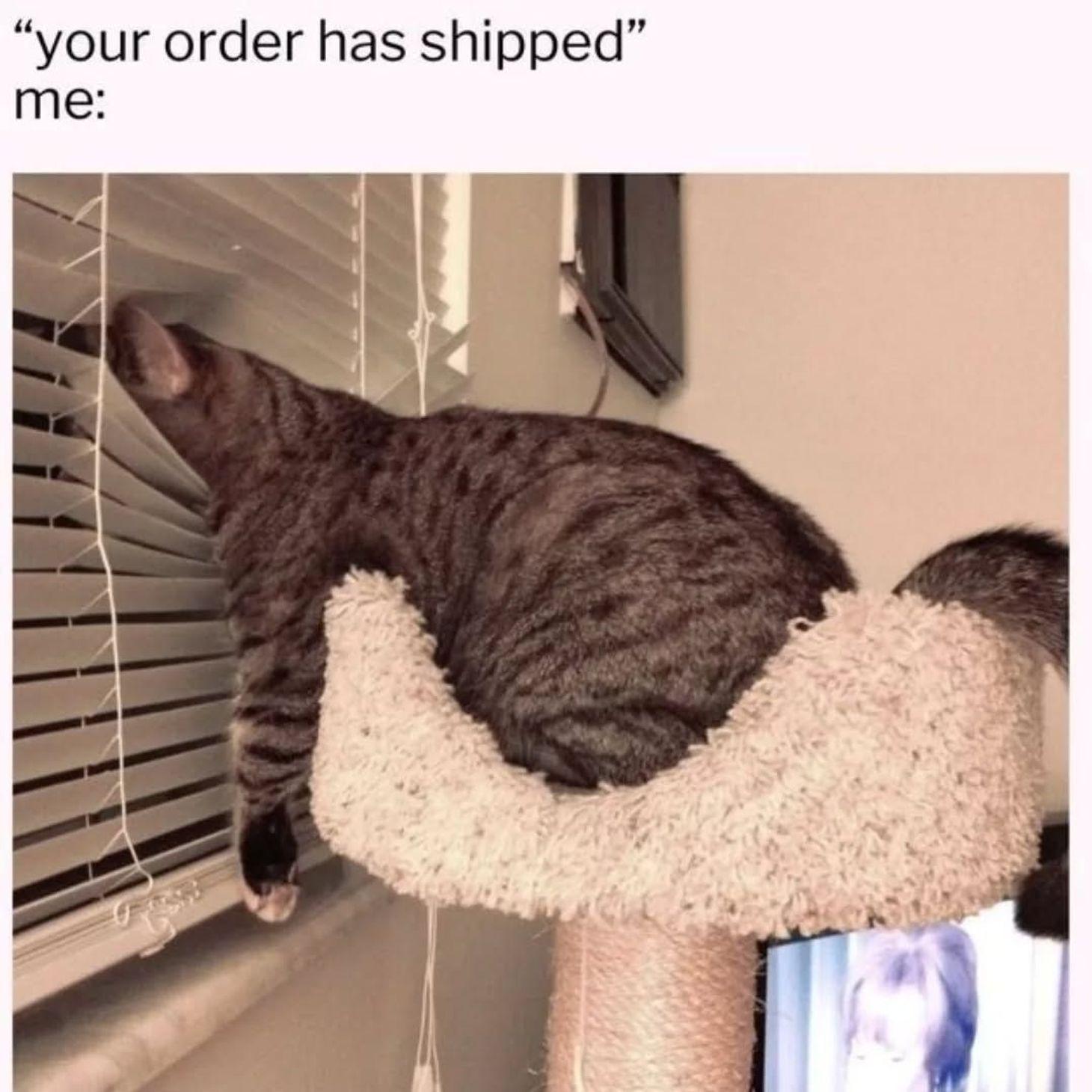 80+ Cat Memes That’ll Have You Howling