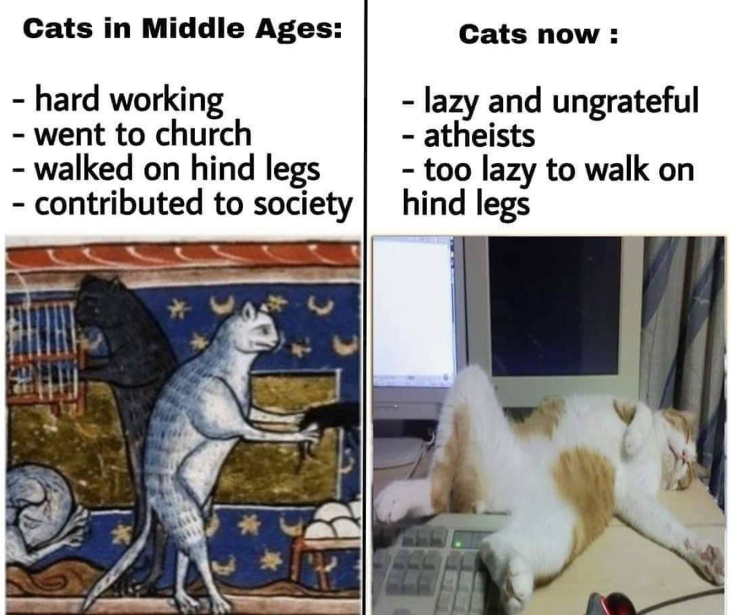 80+ Cat Memes That’ll Have You Howling