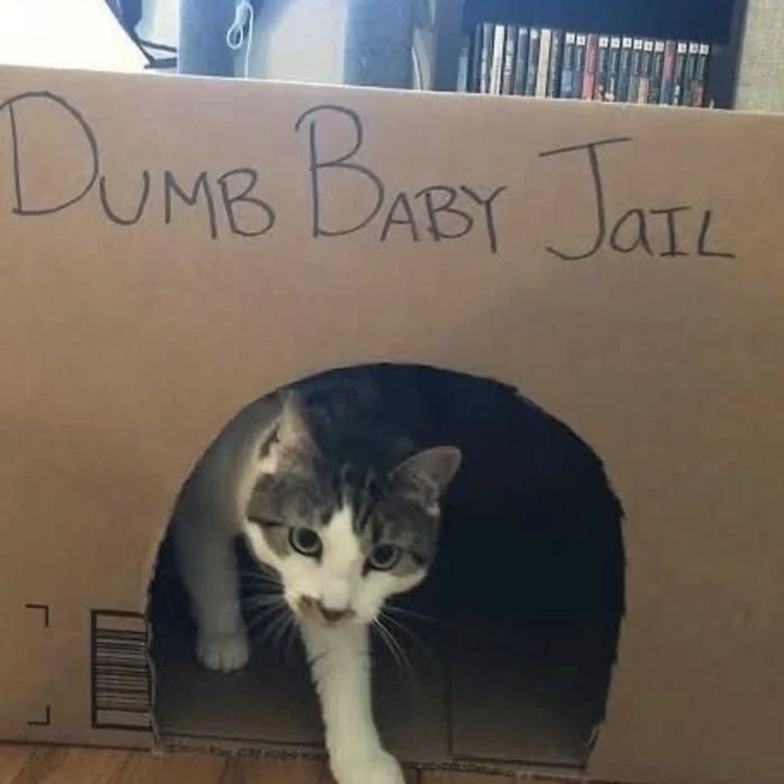 80+ Cat Memes That’ll Have You Howling