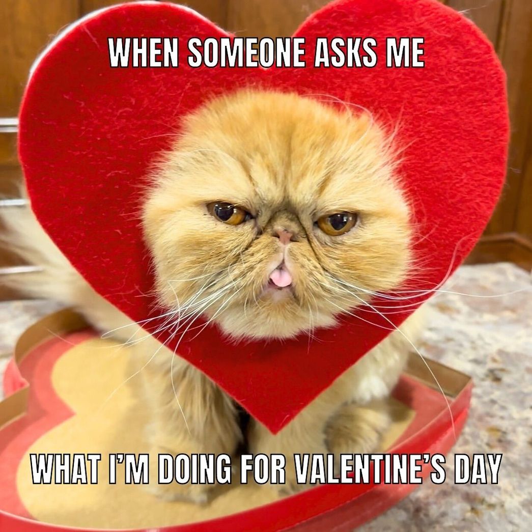 60+ Valentine's Day Memes for a Romantic Night Filled with Laughter