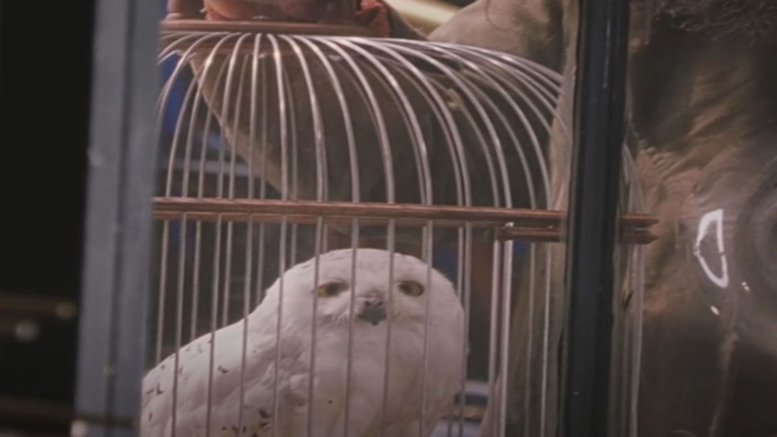 10 Details from the Harry Potter movies that make them more appealing ...