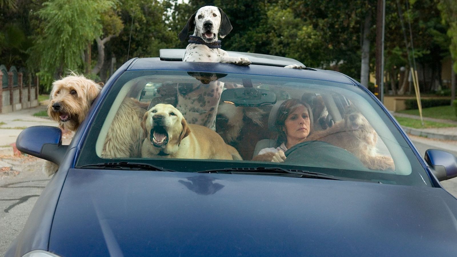 7 Best Mike White movies that you shouldn’t miss