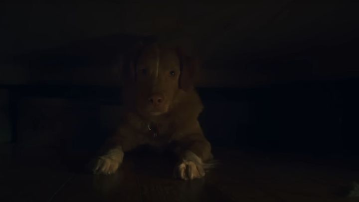 Good Boy ending explained: The real horrors inside a dog's mind