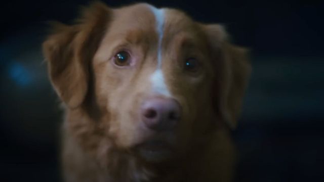 What kind of dog is Indy from Good Boy? Details from the horror film ...