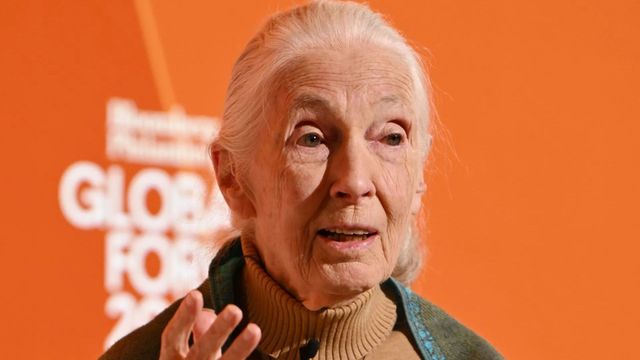 How did David Greybeard help Jane Goodall revolutionize primate ...