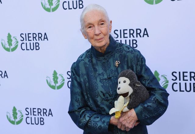 Who is Hugo Eric Louis van Lawick’s wife? What we know of Jane Goodall ...
