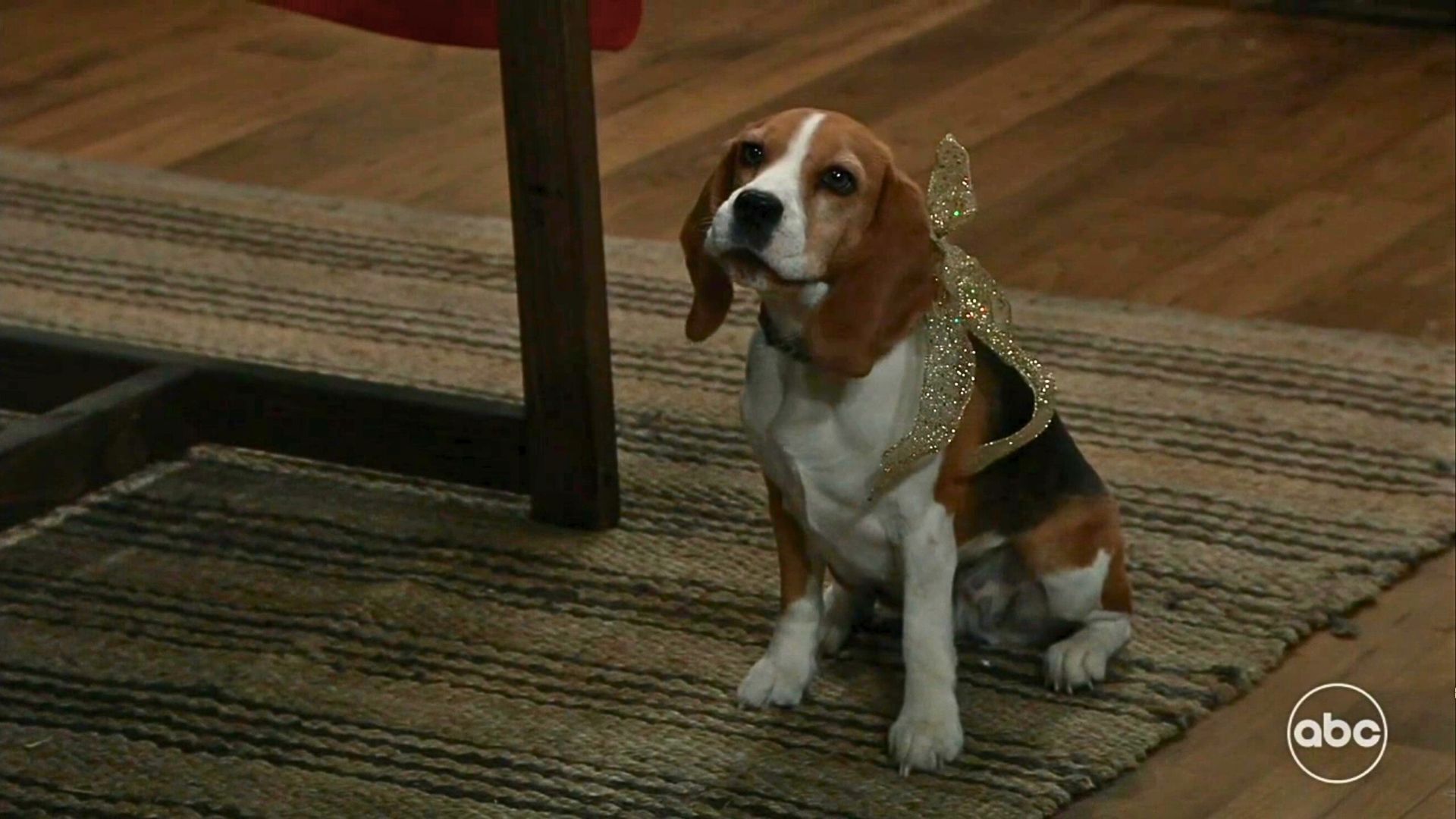 General Hospital Recap: Why Outback the Dog Was the Real MVP of New ...