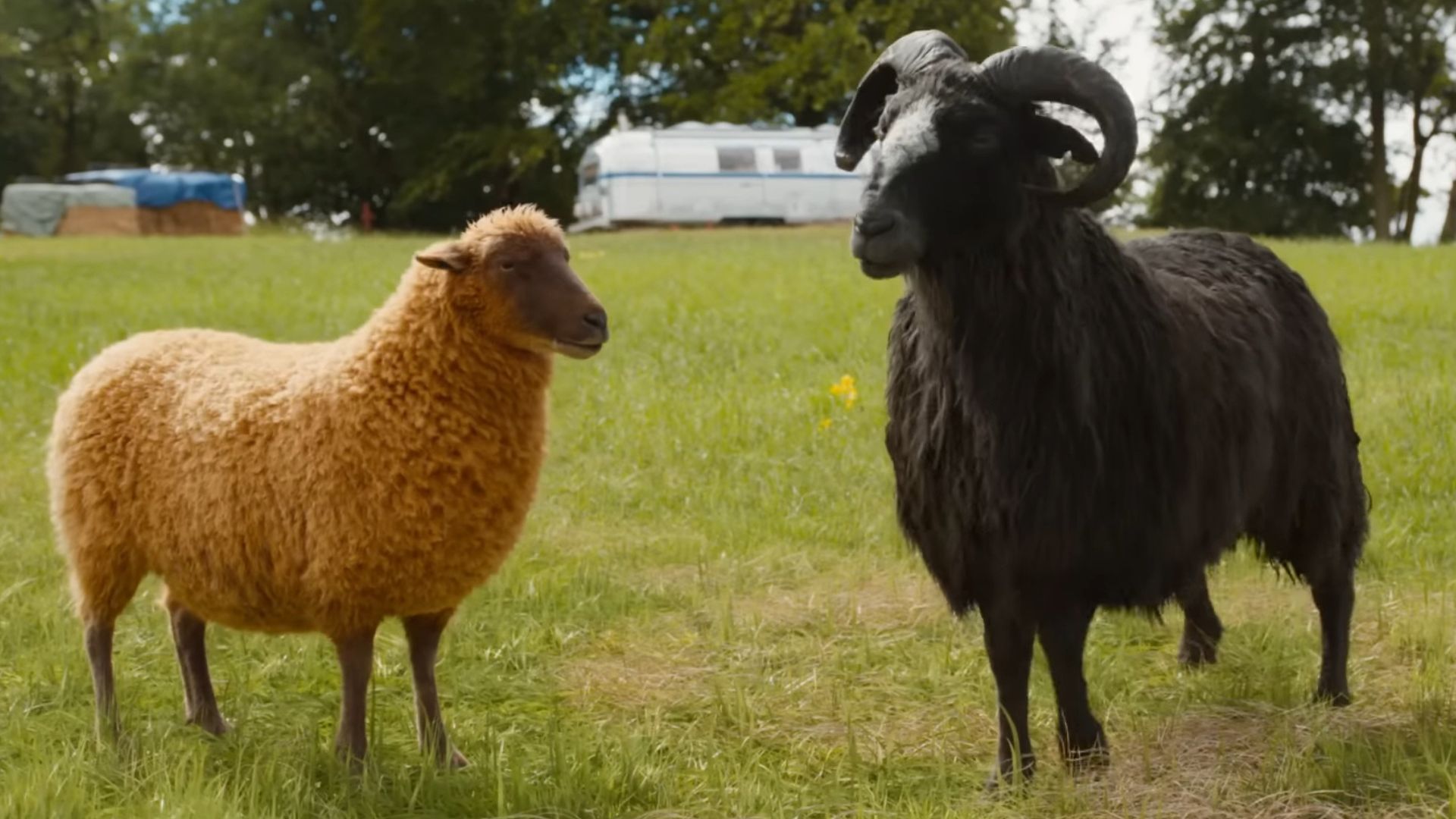 Where was The Sheep Detectives shot? A look inside the filming ...
